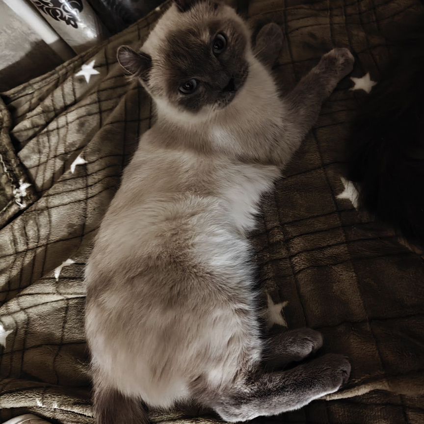 Тайская, взрослая кошка