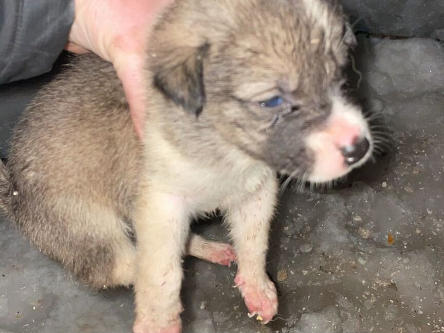 Западно сибирская лайка