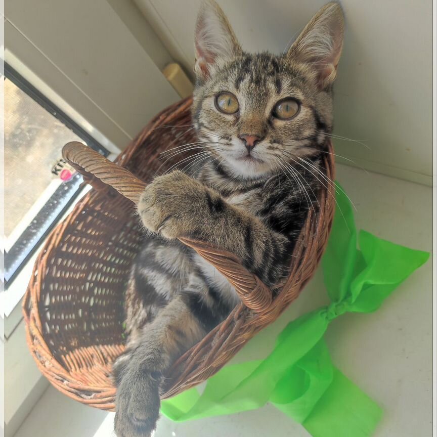 Котенок в хорошие руки