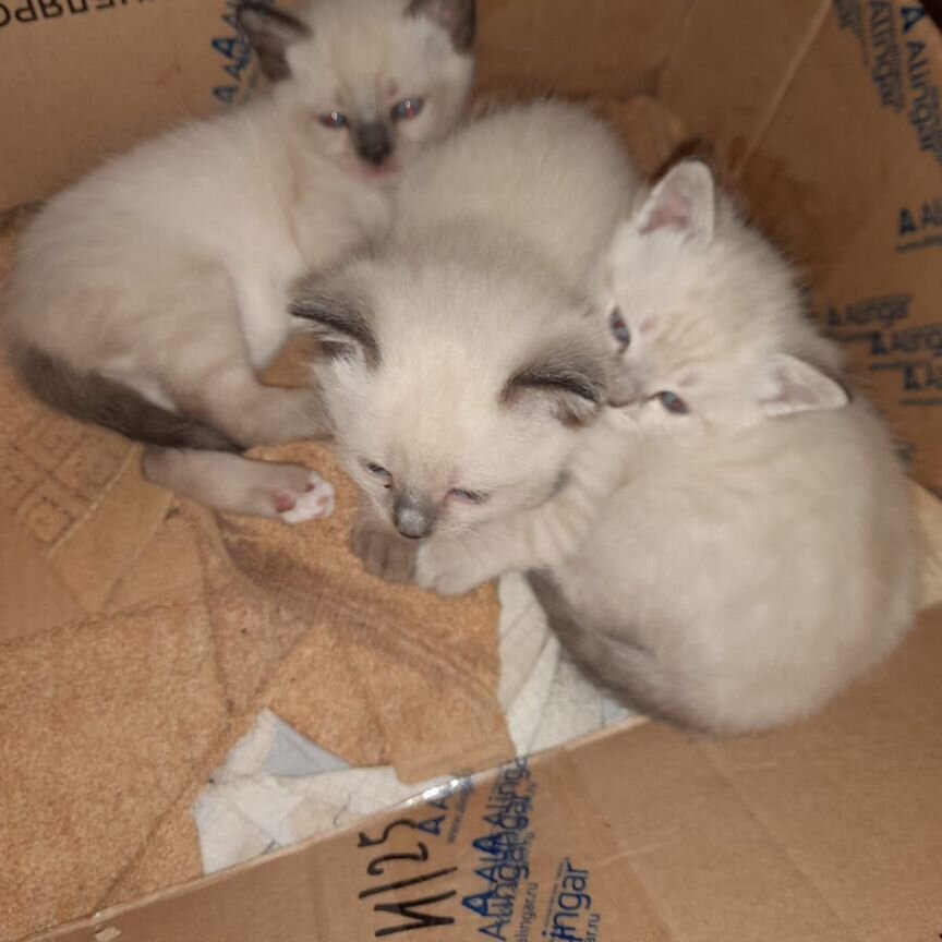 Сиамские котята бесплатно