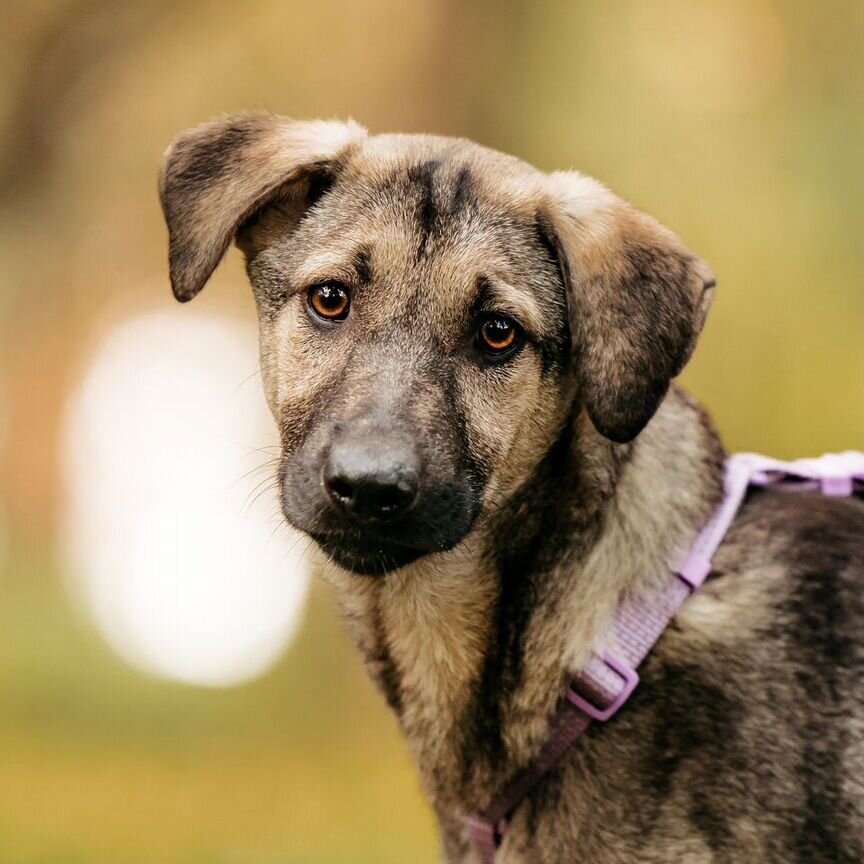 Щенок из приюта в хорошие руки