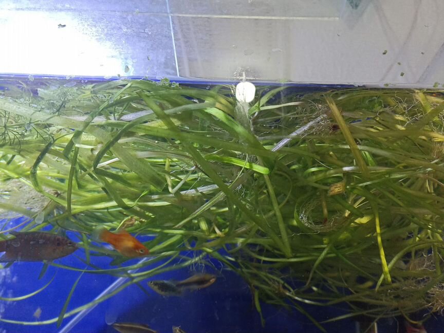 Аквариумное растение