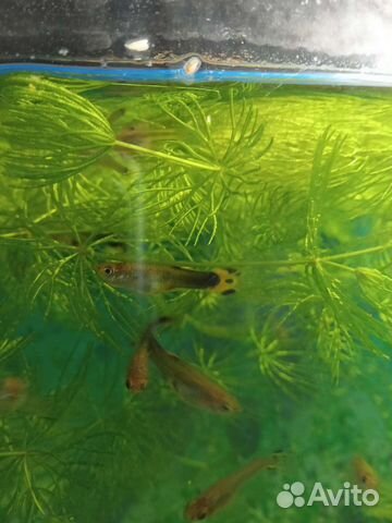 Молодые гуппёшки