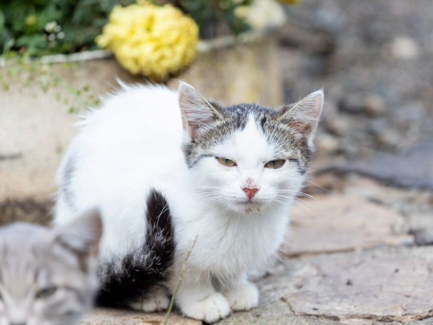 Брошенные котенок ищет свой дом