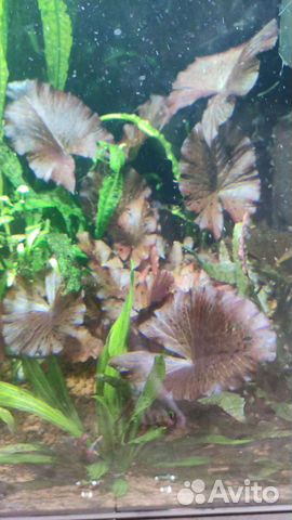 Нимфея красная