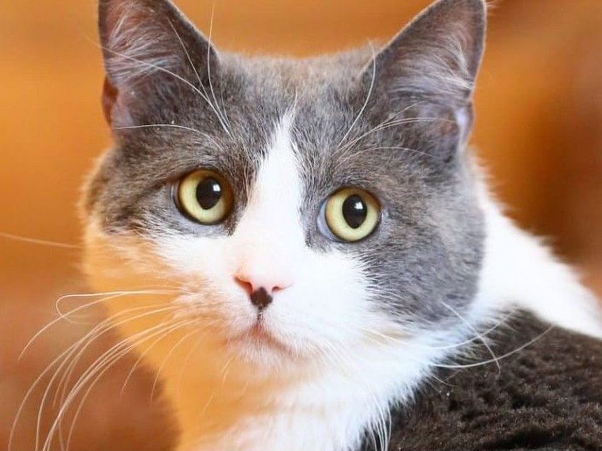 Добрый котик в лучшие руки