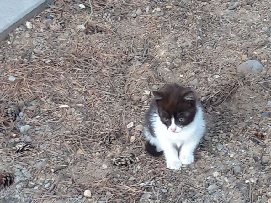 Отдаётся котёнок девочка 2 месяца,в хорошие руки