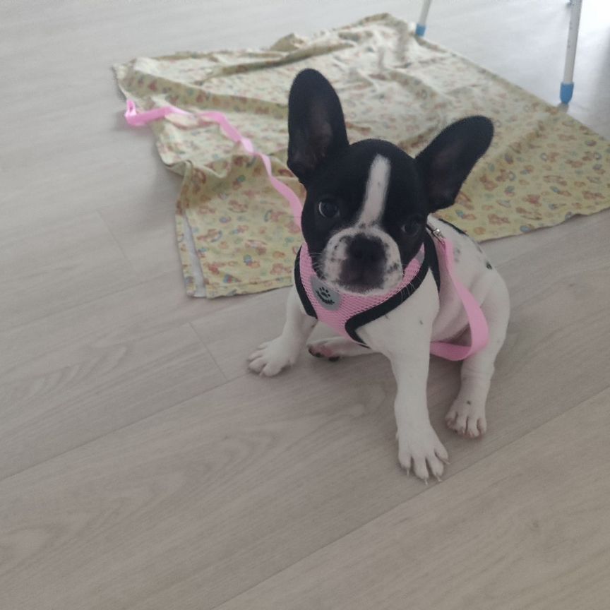 Французский бульдог в добрые руки