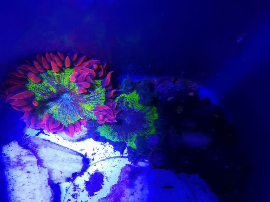 Анемоны rock flowers