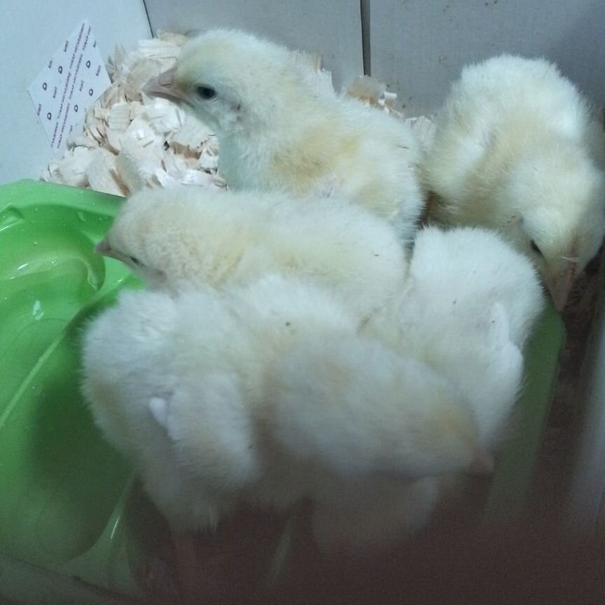 Цыплята бройлеры