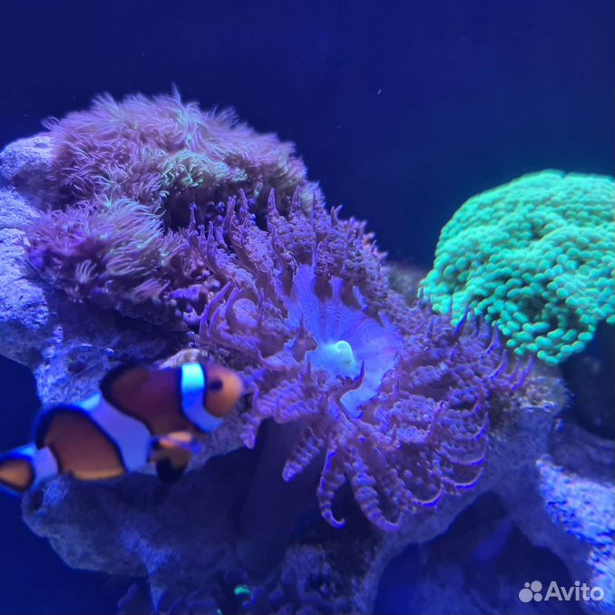 Песчаный анемон