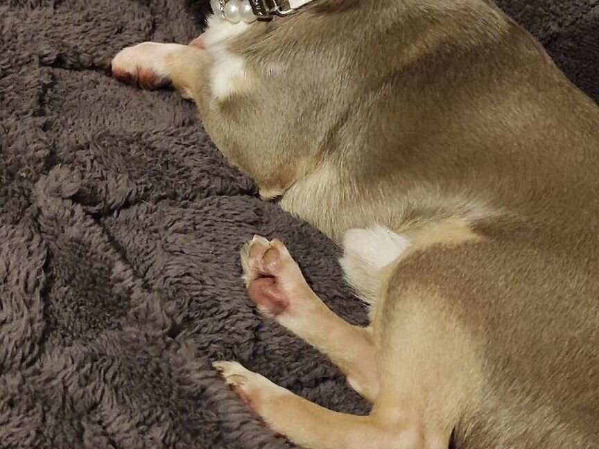 Жених на вязку