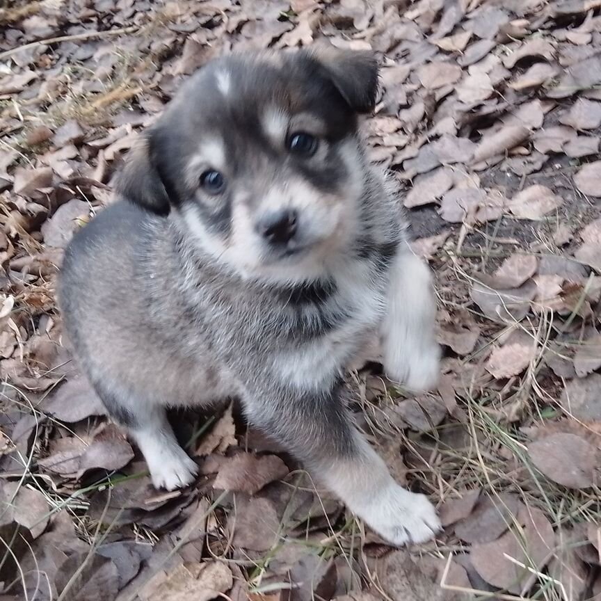 Классный щенок