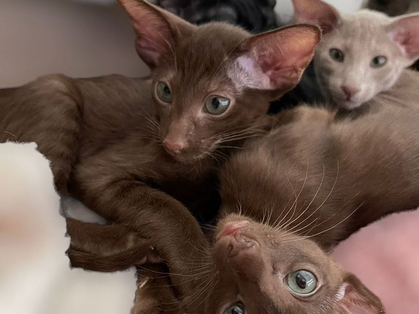 Ориентальные котята современный тип Москва