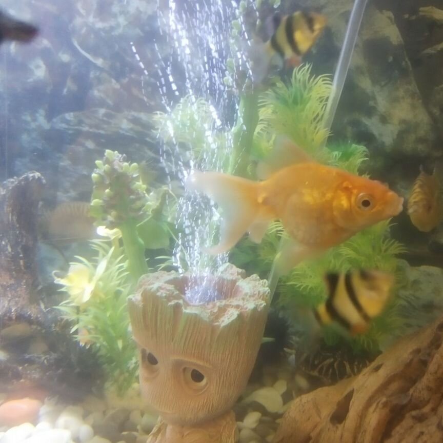 Золотая рыбка