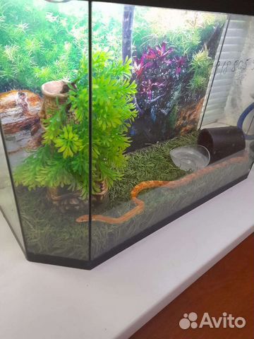 Змея маисовый полоз