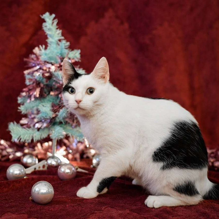 Ласка в ожидании своего новогоднего чуда