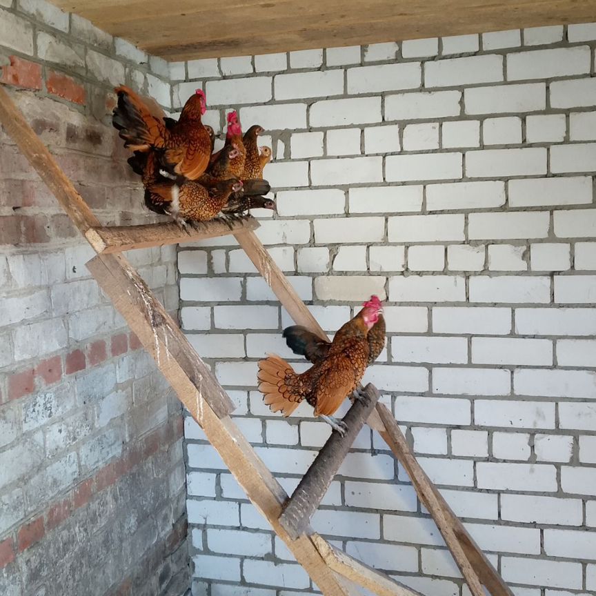 Сибрайт петушки