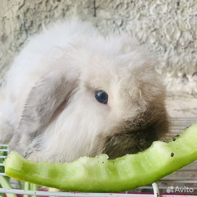 Декоративные кролики вислоухие
