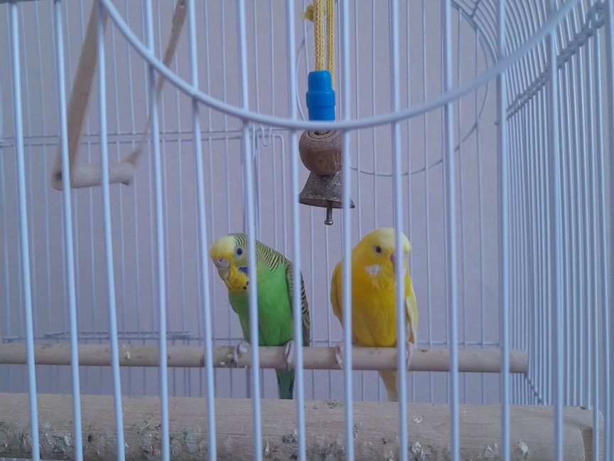 Волнистые попугаи пара