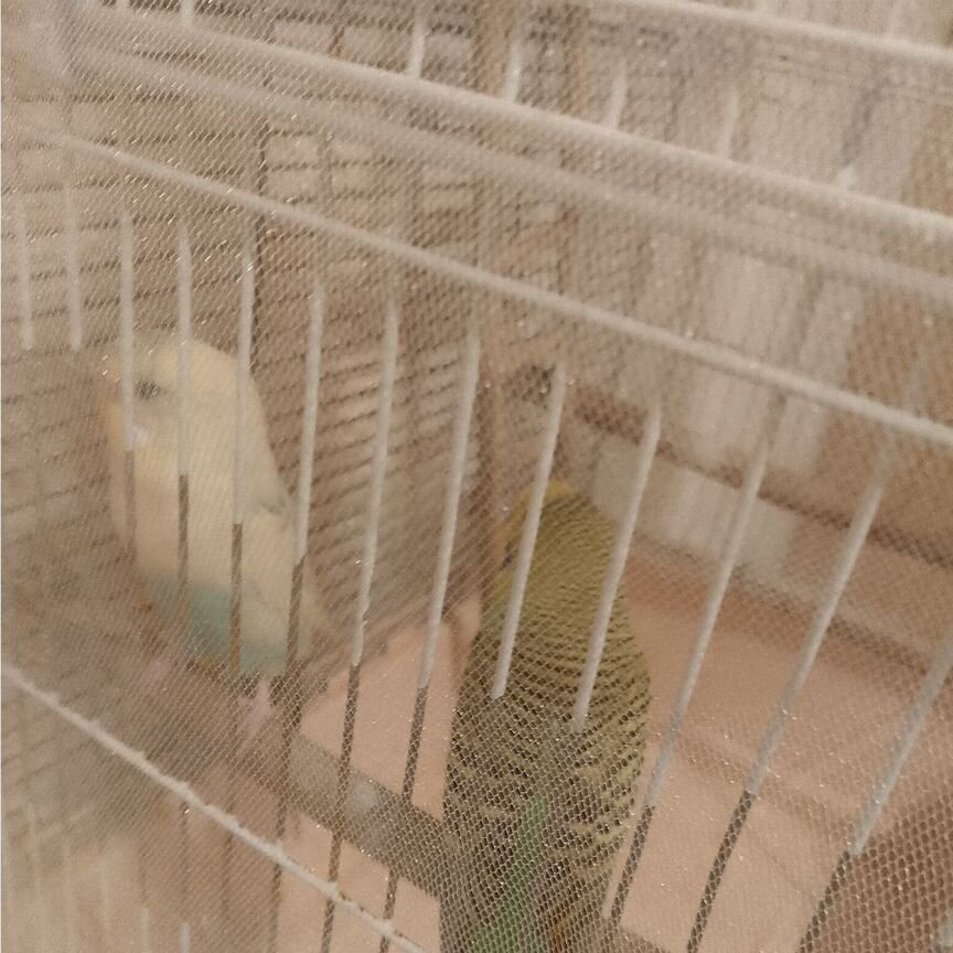 Волнистые попугаи самец и самка с большой клеткой