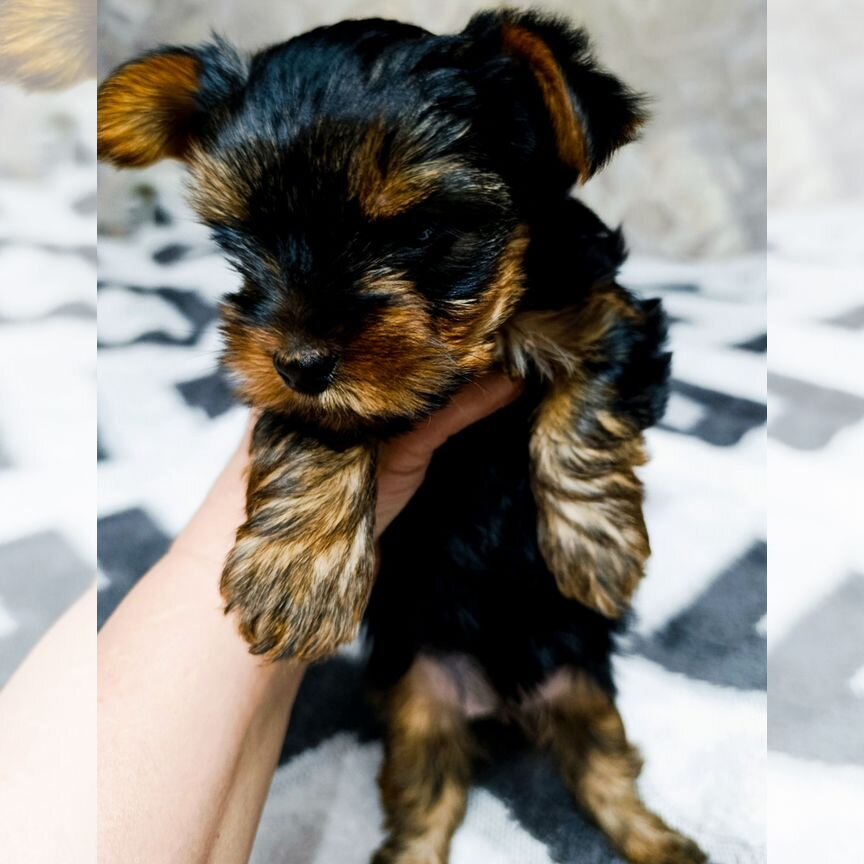 Йоркширский терьер, щенок