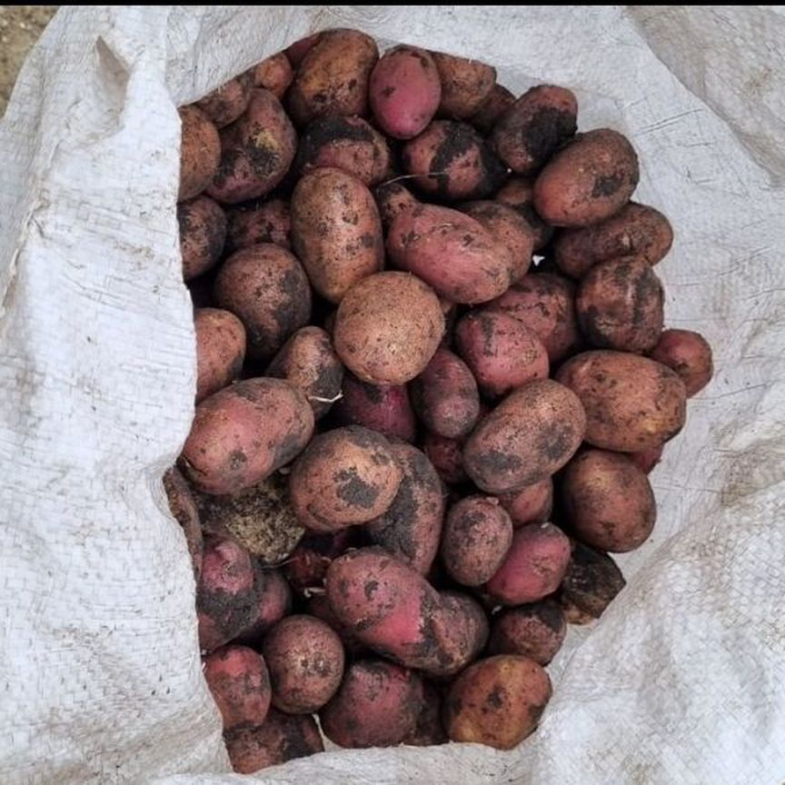 Картошка для животных