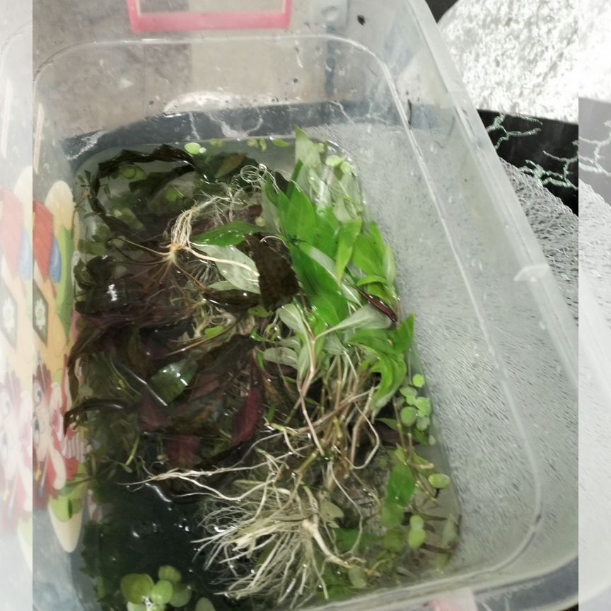 Аквариумная прополка