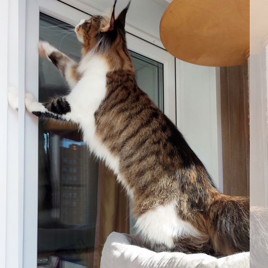 Котята мейн-кун
