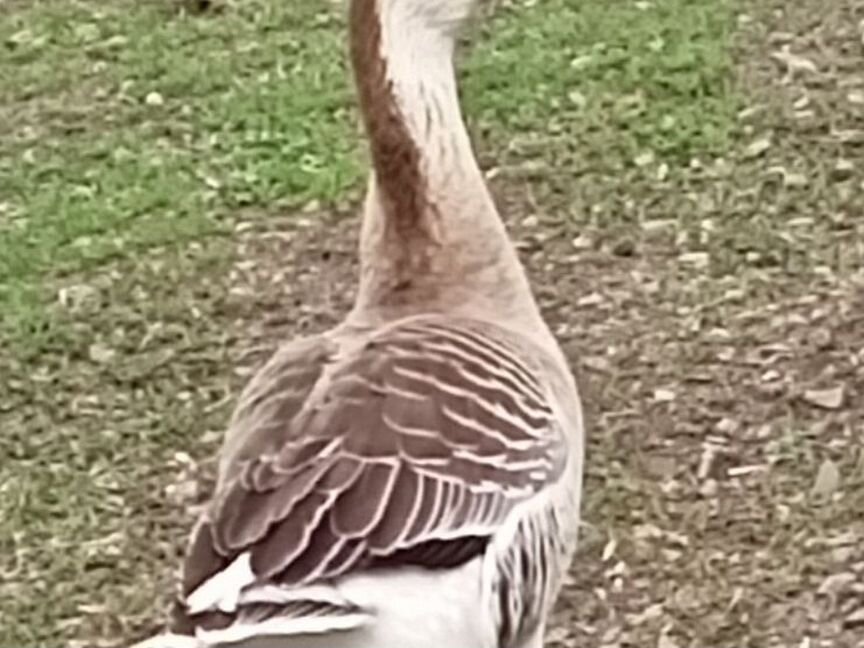 Гусыня линда