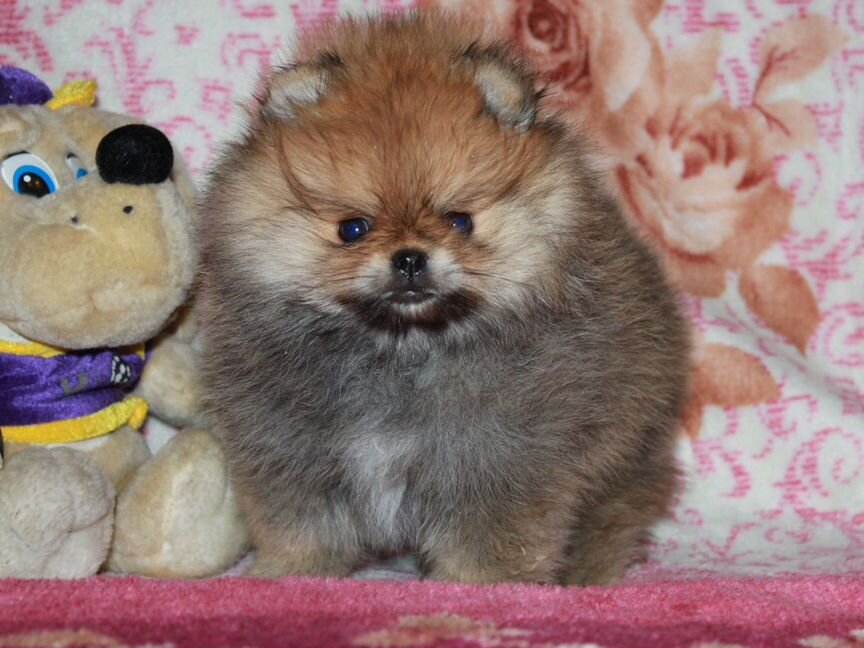 Померанский шпиц щенок девочка