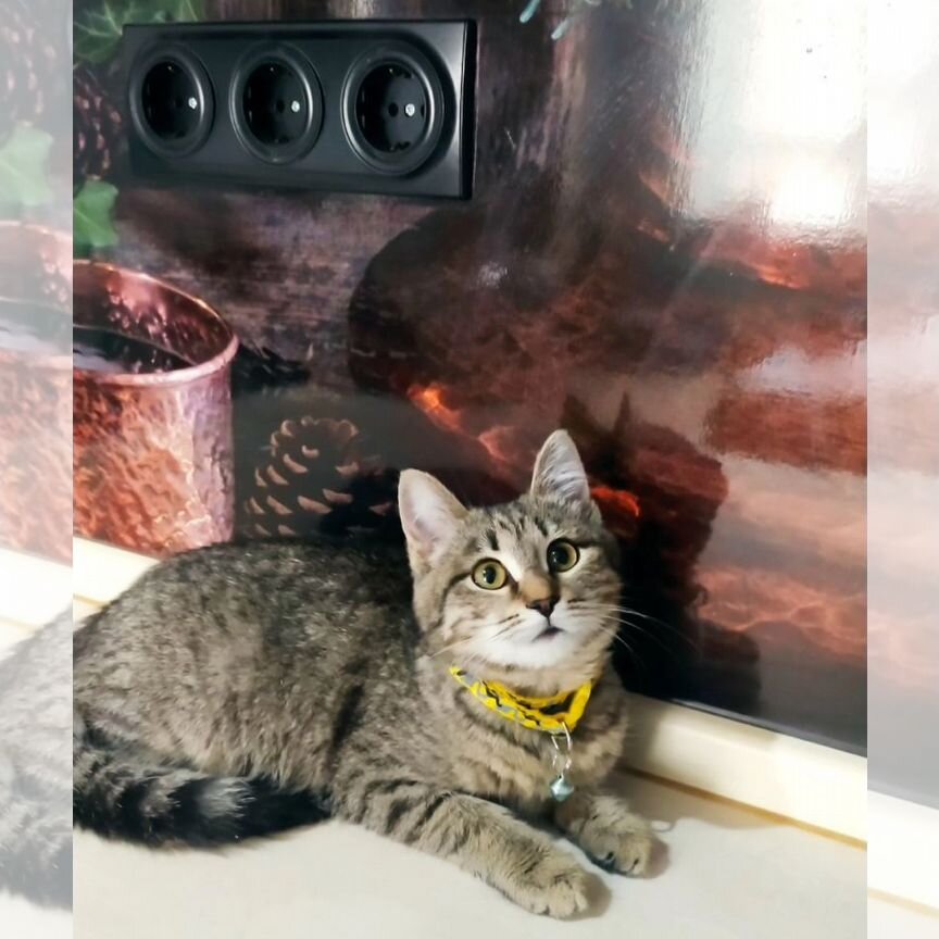 Отдам кошечку Тигрушу