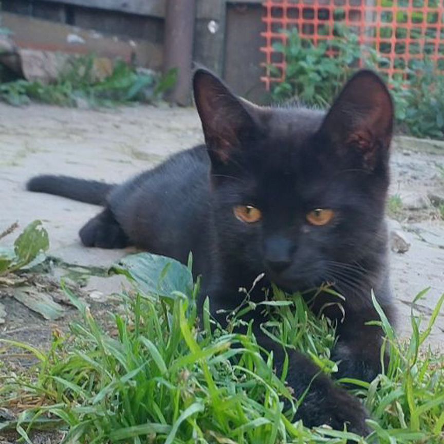 Котята в добрые руки метис шотландской