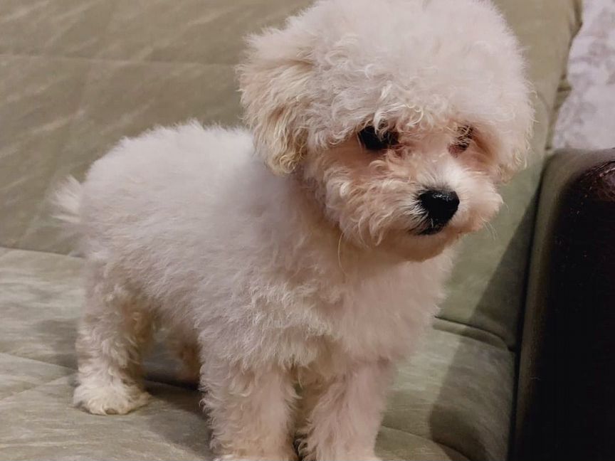 Мальтипу Девочка