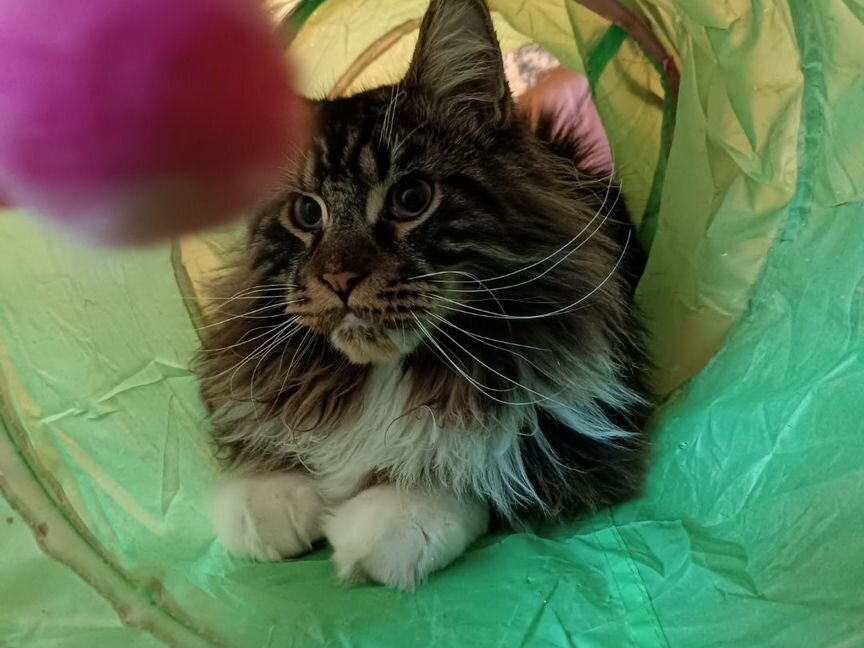 Игровой тоннель для кошек