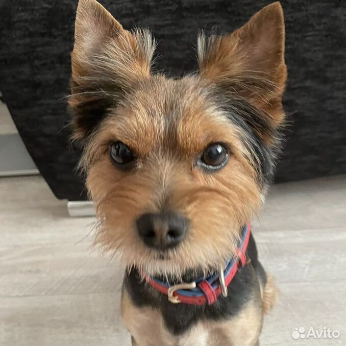 Йорк Арчи на вязку