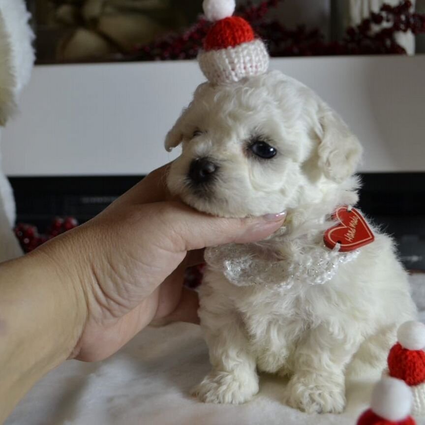 Бишон фризе, щенок