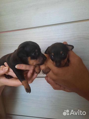 Русский той-терьер мини