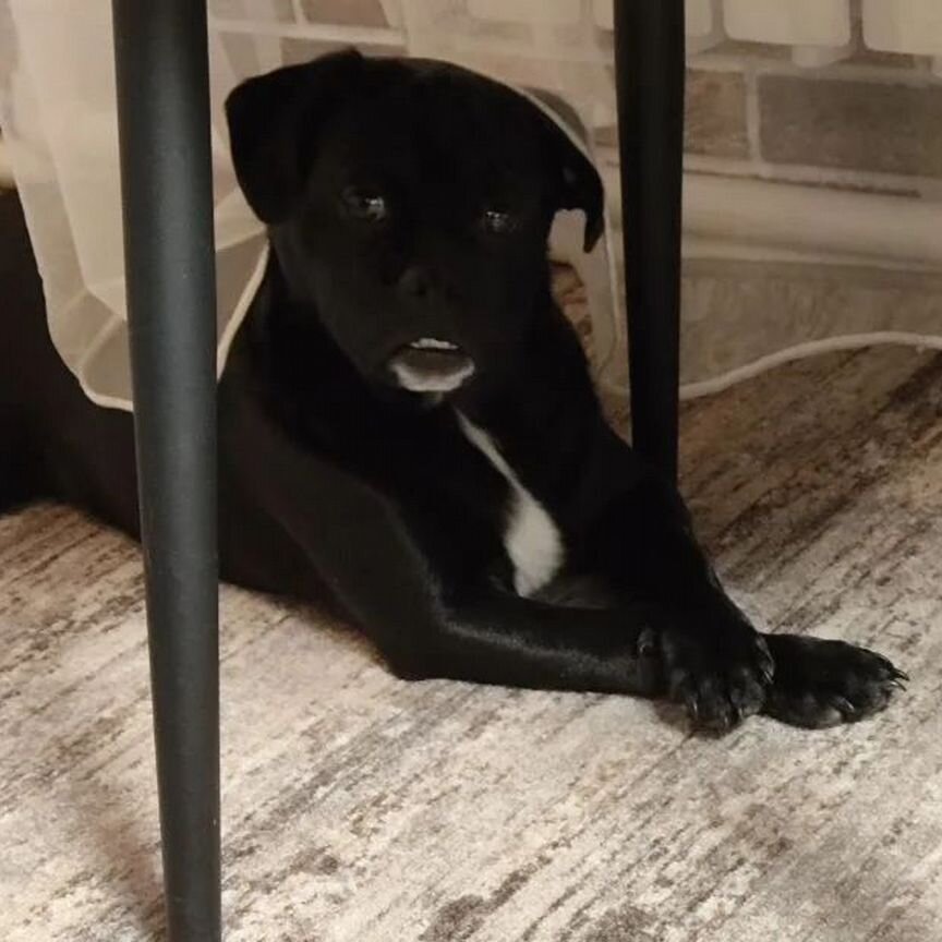 Мопс, щенок