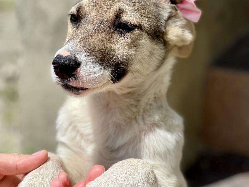 Маленькая собачка