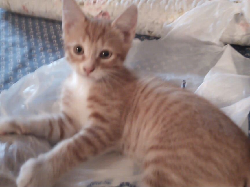 Кошки в добрые руки