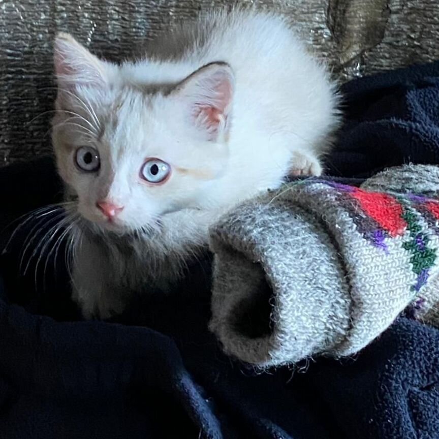 Котёнок в добрые руки