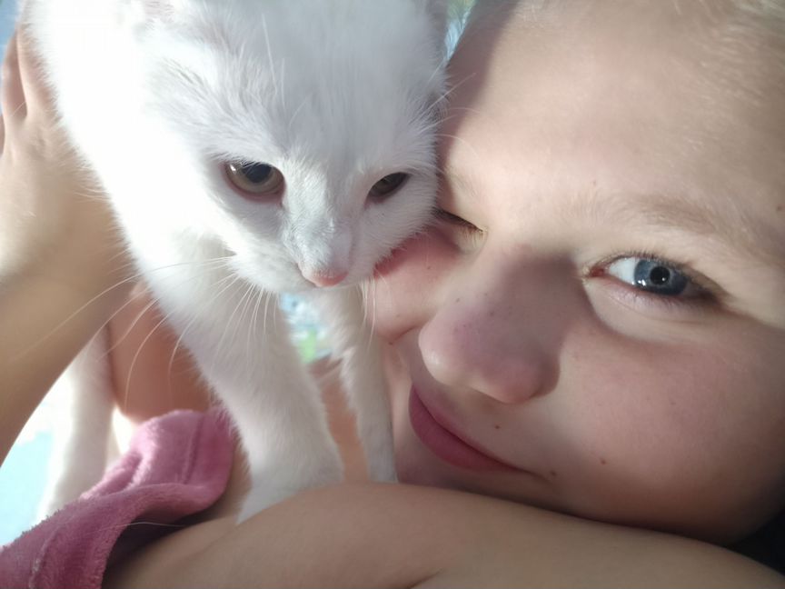 Отдам бесплатно кошку стерилизованную