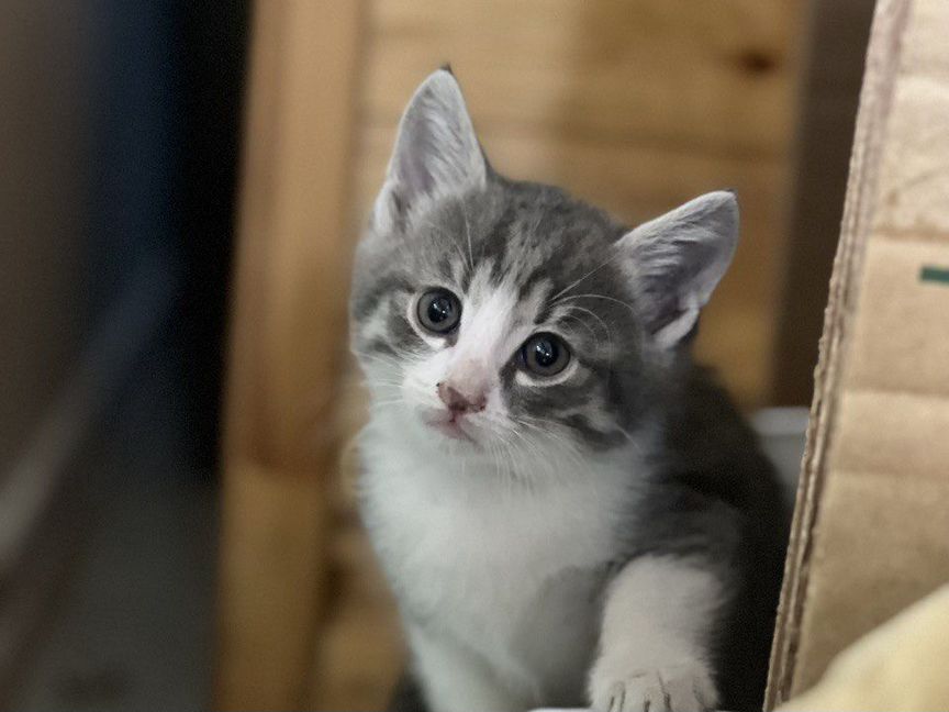 Котенок серо-белый маркиз мальчик