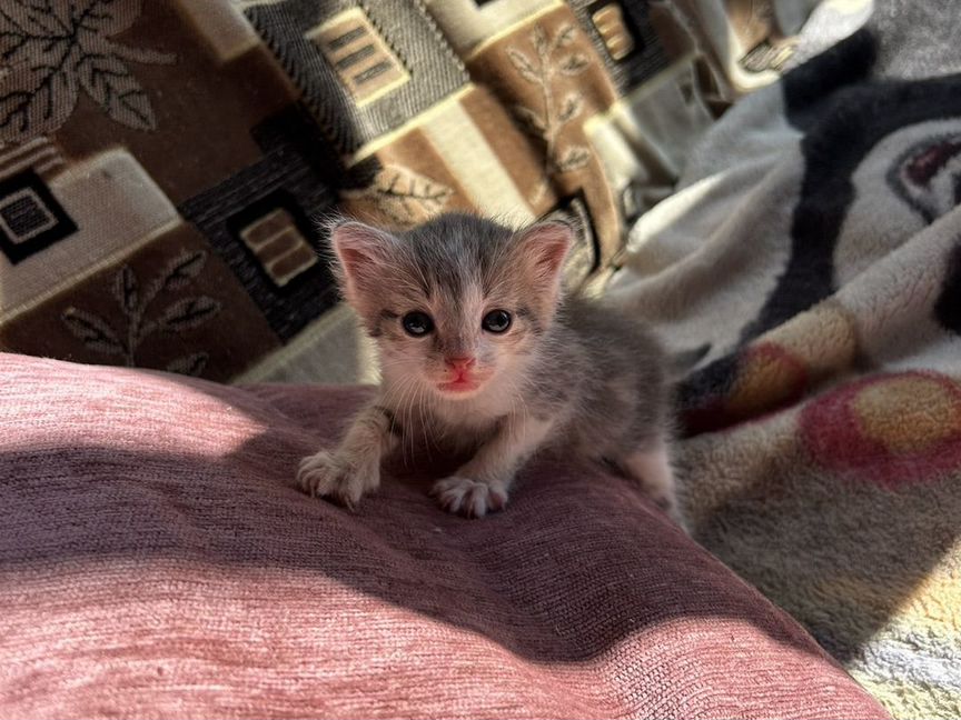 Отдаю котенок мальчик