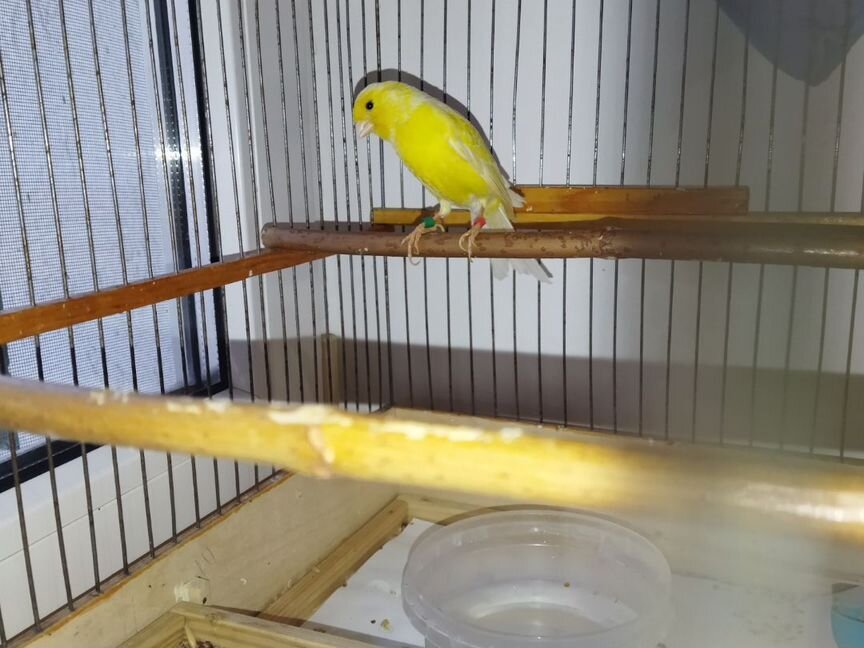 Попугай кенарь