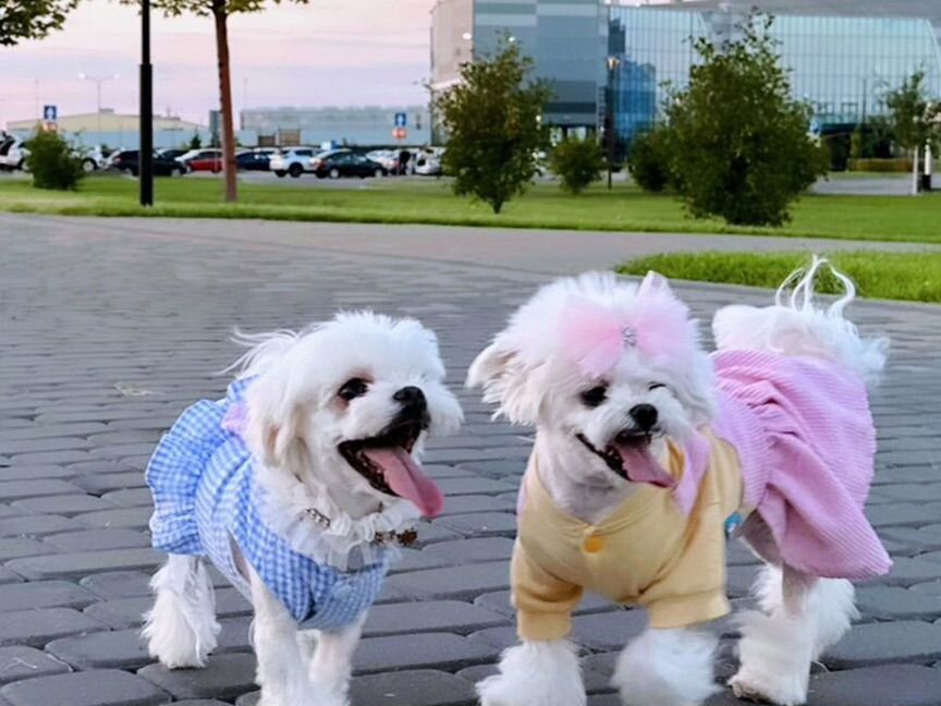 Мальтезе корея