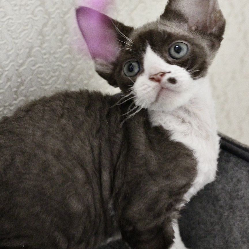 Малыши-кудряши