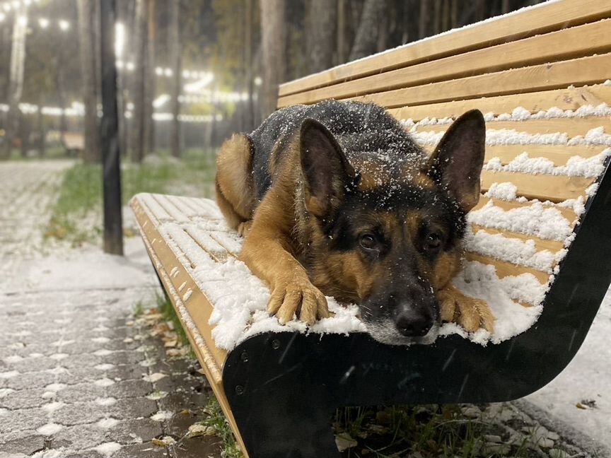 Вязка собак Немецкая овчарка (кабель)