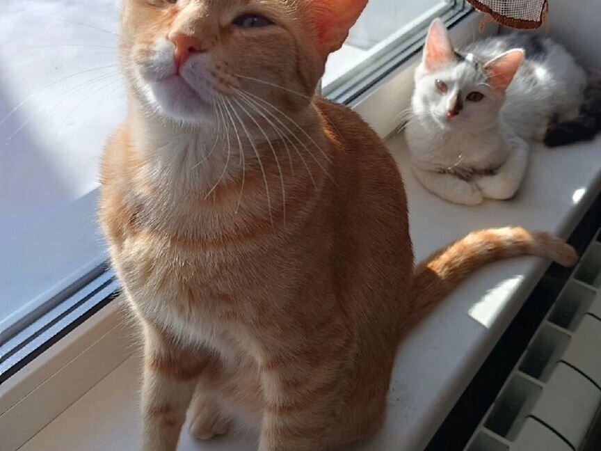 Рыжику нужен дом